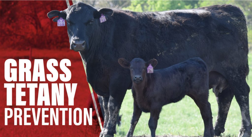 Sheep Grass Tetany