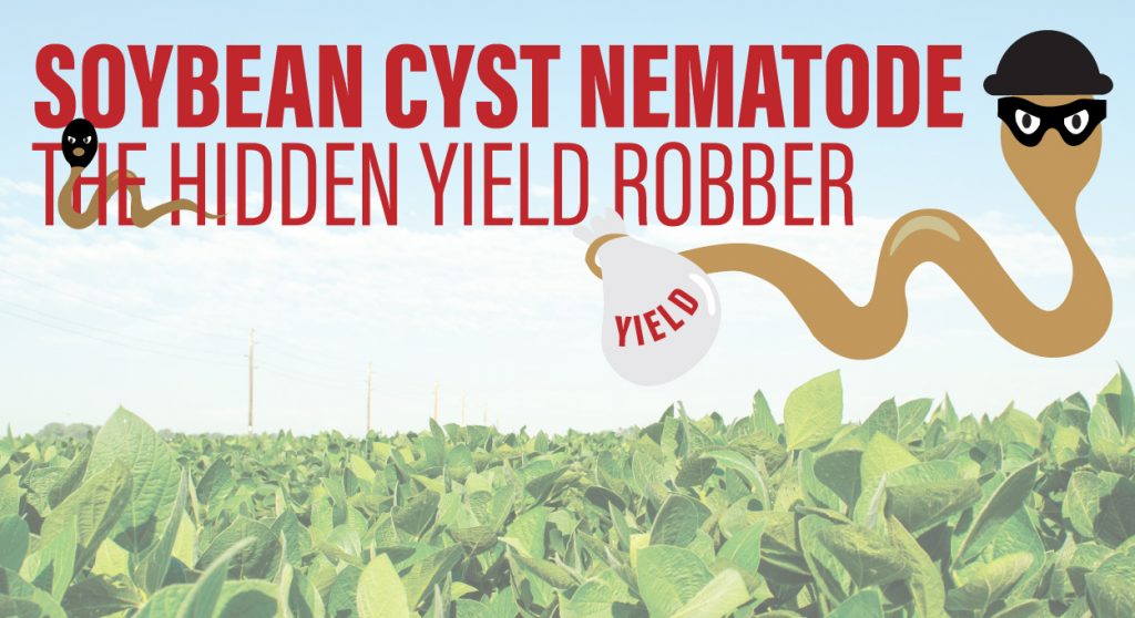 Soybean Cyst Nematode: The Hidden Yield Robber | Stutsmans