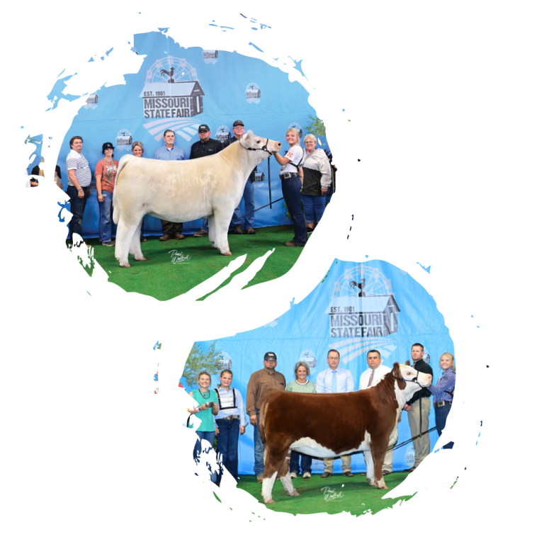 Fiber Plus for Show Cattle | High Fiber Cattle Pellet | Stutsmans